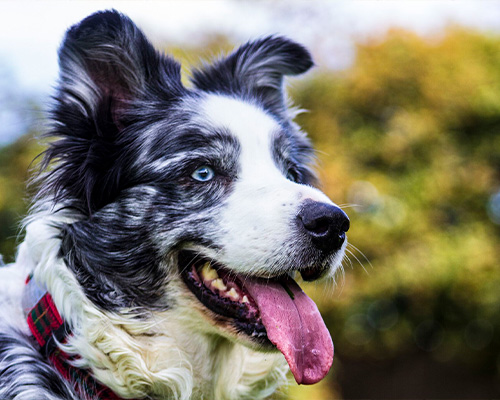 About Us – Paddock Lodge